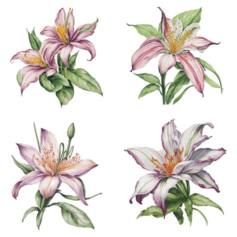 Premium Vector Watercolor Lily Flower