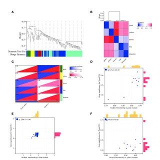WGCNA Analysis A Gene Clustering Dendrogram B Heatmap Of The