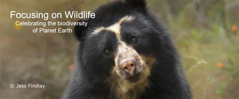 The Burmese Python Problem How 20ft Predators Are Wreaking Havoc On The Everglades Focusing