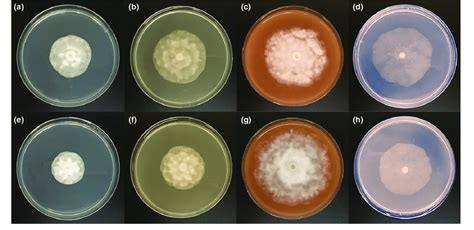 Colony Morphology Of Phytophthora Oleae Isolates Po1a A D And Po2a