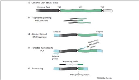Identification Of Mobile Element Insertions Meis Using Targeted High Download Scientific