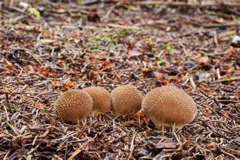 Chocolate Mushroom Candy Brands And Origins