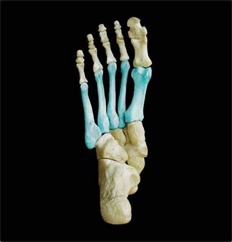 Common Lowerupper Extremity Injuries Flashcards Quizlet