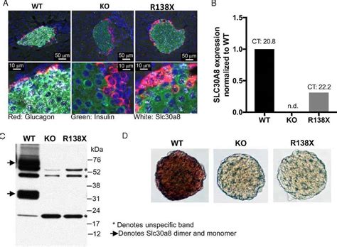 Mice Harboring The Human Slc30a8 R138x Loss Of Function Mutation Have Increased Insulin