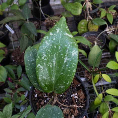 Hoya Macrophylla Splash Succulentasia