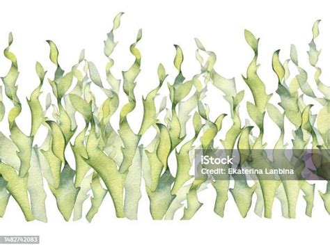 白い背景に緑の海の植物の水彩イラストのシームレスなボード 水彩画のベクターアート素材や画像を多数ご用意 水彩画 藻類