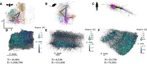 Figure 1 From Combined Topological And Spatial Constraints Are Required