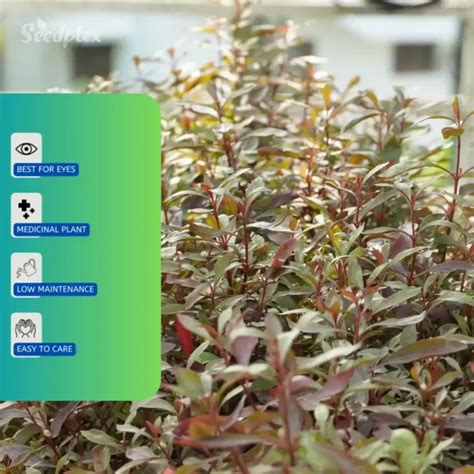 Ponnanganni Cheeraponnanganni Keeraidwarf Copperleaf Spinach Plant At