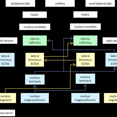 1 Binaural And Monaural Cues Used For Sound Localization A For Sound