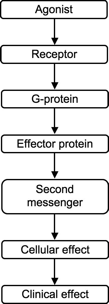 G Protein Coupled Receptors Steps