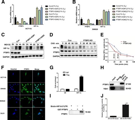 Ptbp3 Contributes To Colorectal Cancer Growth And Metastasis Via