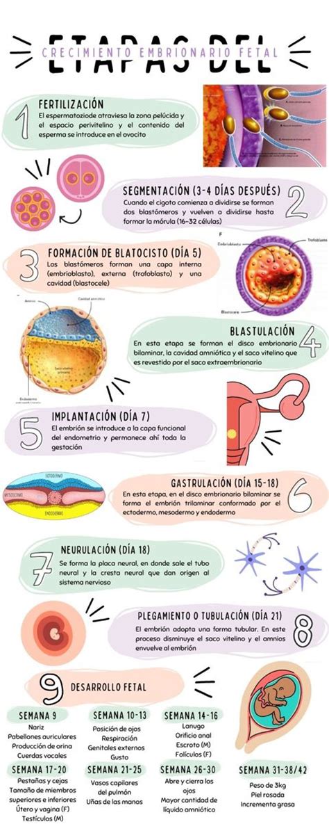 Etapa Del Crecimiento Embrionario Fetal🤰🏻 Cosas De Enfermeria