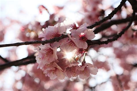 Kwitnące wiśnie w Tokio sakury w Shinjuku Gyoen Byłem tu Tony Halik