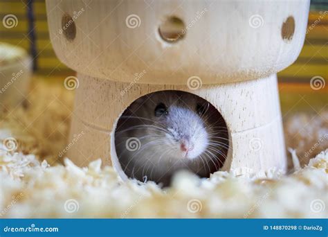 Chomik W Rodku Jego Klatki Zdj Cie Stock Obraz Z O Onej Z Klatka