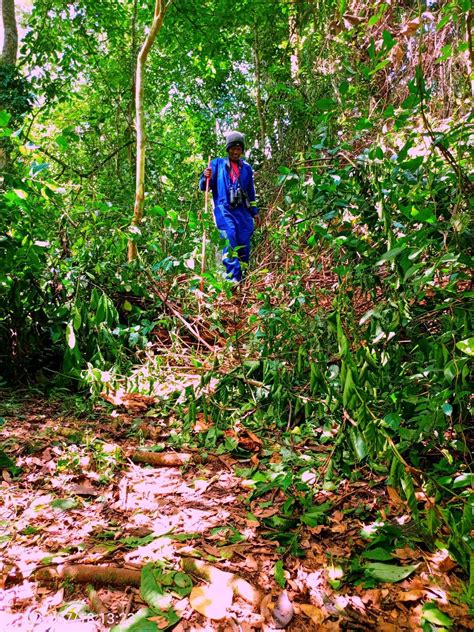 Forestconservation Conservenature Jephthah Nuwahereza