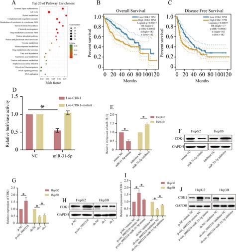 Circular RNA Hsa Circ Promotes The Early Recurrence Of Hepatocellular Carcinoma By