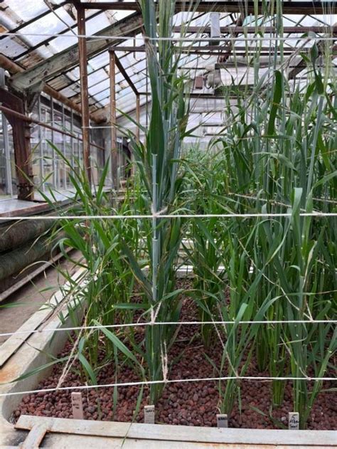 Ячмень для пенного АКАДЕМГОРОДОК