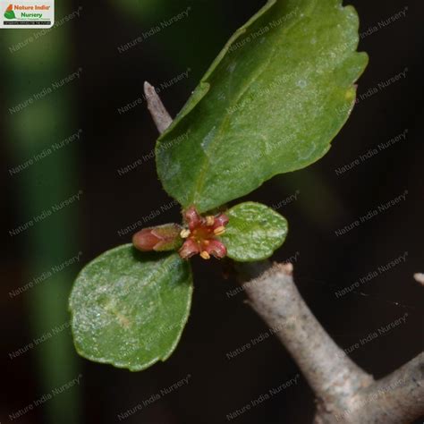 Buy Commiphora Wightii Plant In Bulk Online Nature India Nursery