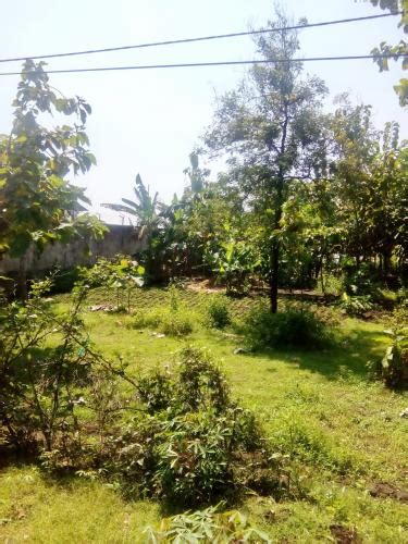 Tanah Dijual Kebun Di Magetan Jawa Timur SHM 2571 JualSewaTanah