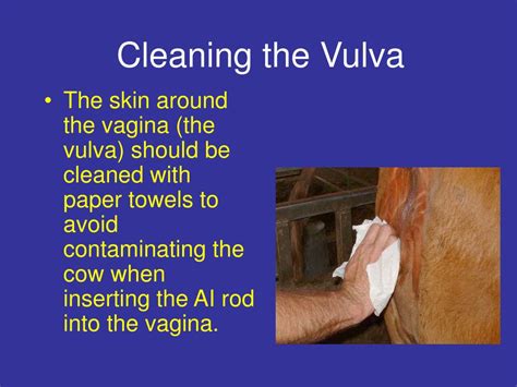 Ppt Artificial Insemination In Large Animals Powerpoint Presentation
