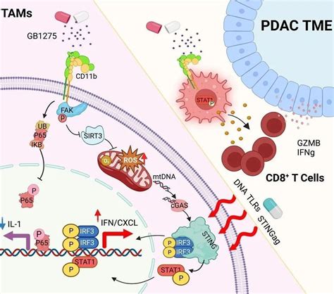 Cancer Cell：揭开cd11b激动剂发挥抗肿瘤免疫反应的机制 腾讯新闻
