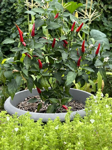 Overwinter Chilli Plants The Gourmantic Garden