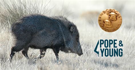 Boone And Crockett Pope And Young Now Accepting Javelina Entries