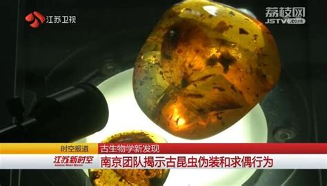 古生物学新发现 南京团队揭示古昆虫伪装和求偶行为荔枝网新闻