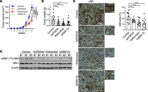 Jci Insight Inhibition Of Phosphodiesterase 4d Suppresses Mtorc1