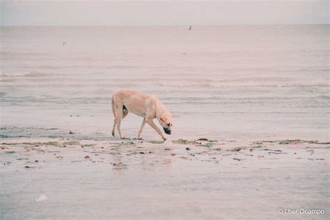 Lher Ocampo Photo Diary Consuelo Macabebe Pampanga Beach