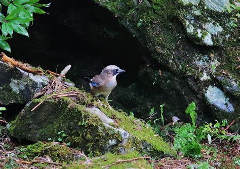 カケスです 鳥撮り運まかせ2