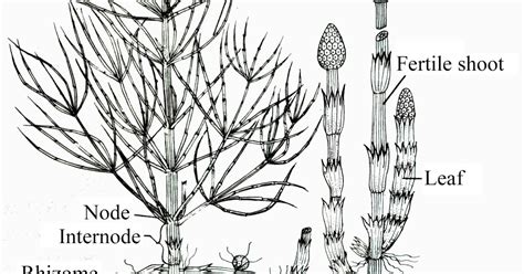 Equisetum Diagram