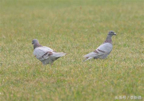 北京奧森公園上空的兩隻飛鴿 每日頭條