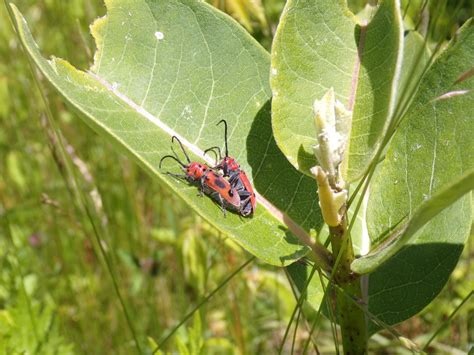 Red Milkweed Beetles Do Nothing But Eat And Have Sex Every Single
