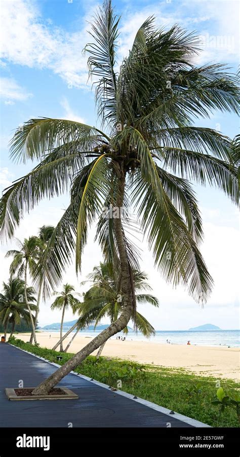 Palm Tree On The Beach Hainan Island In China Holiday And Vacation