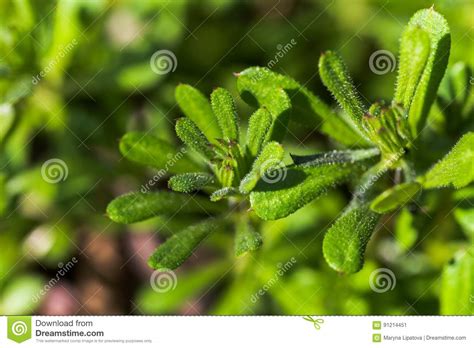 Galium Aparine Cleavers Clivers Goosegrass Catchweed Stickyweed