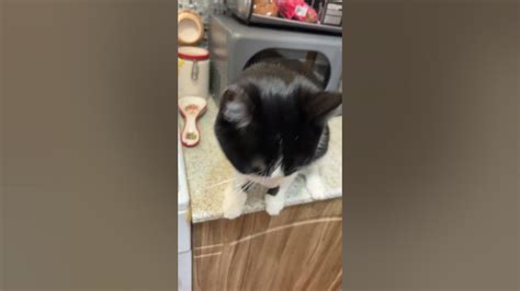 Голодный КоТэ 🐈 Funny Youtube