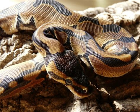 Python Regius
