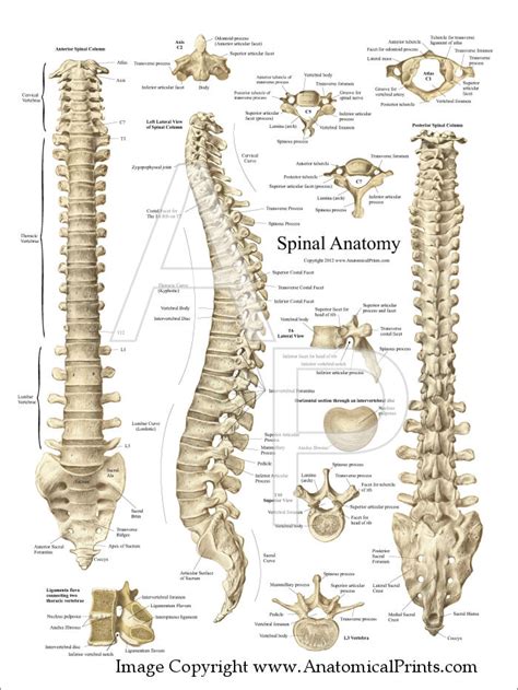 Vertebral Column Anatomy Of Vertebral Column