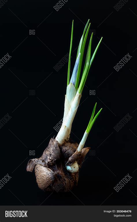 Crocus Sativus Corm Image And Photo Free Trial Bigstock