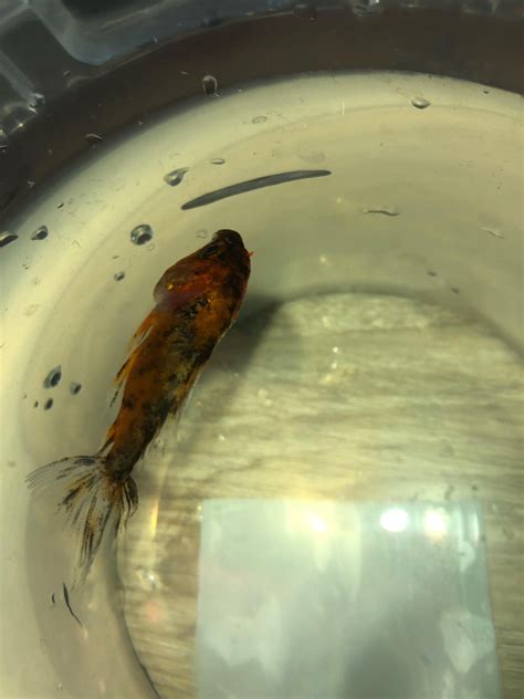 Is My Fish Dying Raquariums