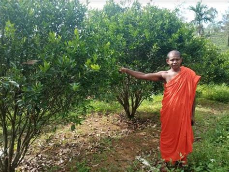 අක්ෂි රෝගයෙන් පෙළෙන හාමුදුරුවෝ වගා කළ නාරං වගාවේ අස්වැන්න හොරු කඩලා