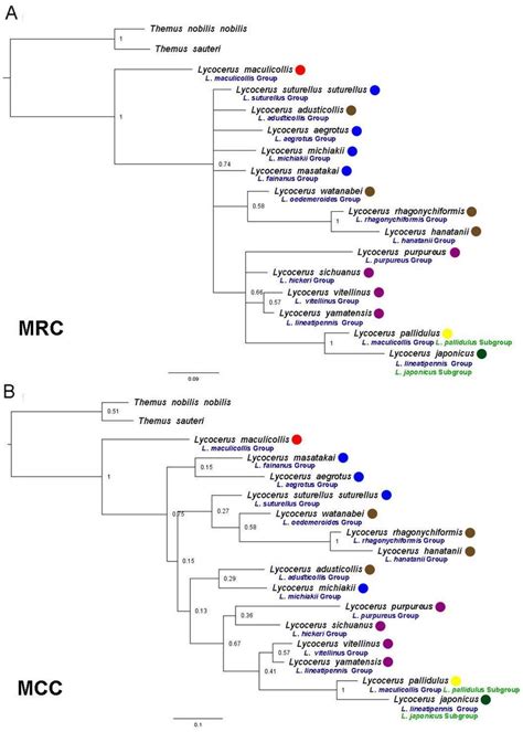 Phylogenies Inferred From Bayesian Inference A The Majority Rule Download Scientific
