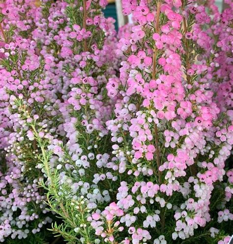 Erica Ruby Shepherd 1 9l — Mosgiel Garden Place