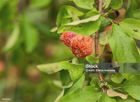 버릇없는 과일은 가지에 달려 있습니다 나무에 썩은 사과 농업 원예 과일 질환 공간을 복사합니다 0명에 대한 스톡 사진 및 기타 이미지 Istock