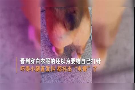 柯基陪主人排队做核酸，还以为要给自己打针，吓得抖出电臀核酸柯基主人