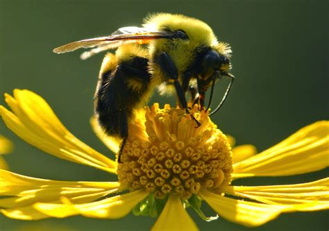 All Of Nature Robber Fly Bumblebee Mimic Eating Real Bumblebees
