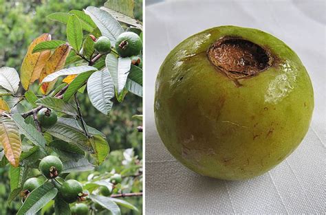 22 Different Guava Tree Varieties Progardentips 22 Different Guava Tree Varieties Progardentips