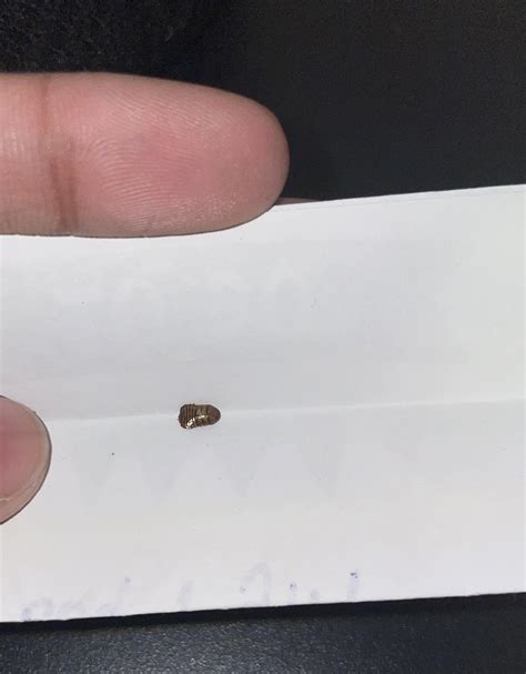 Possible Bed Bug I Found When Getting Into Bed It Doesnt Appear To