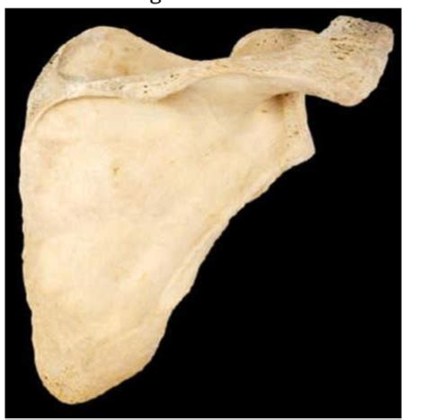 Anatomy Lab Appendicular Skeleton Flashcards Quizlet